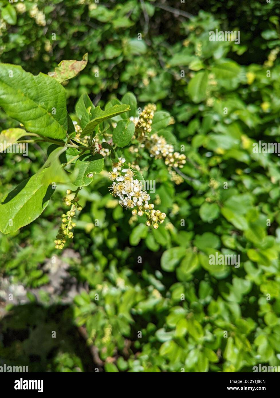 chokecherry (Prunus virginiana Stock Photo - Alamy
