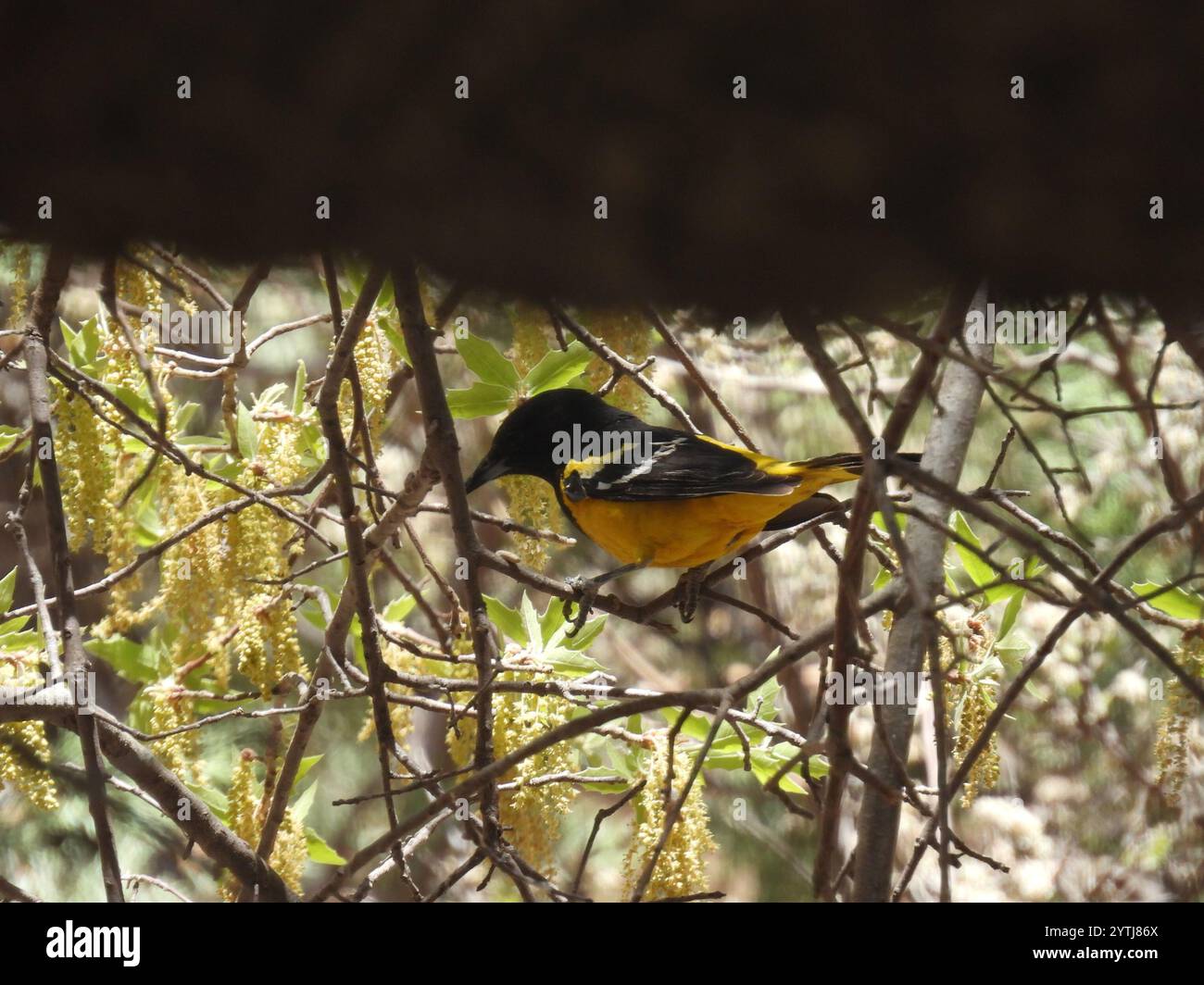 Scott's Oriole (Icterus parisorum Stock Photo - Alamy
