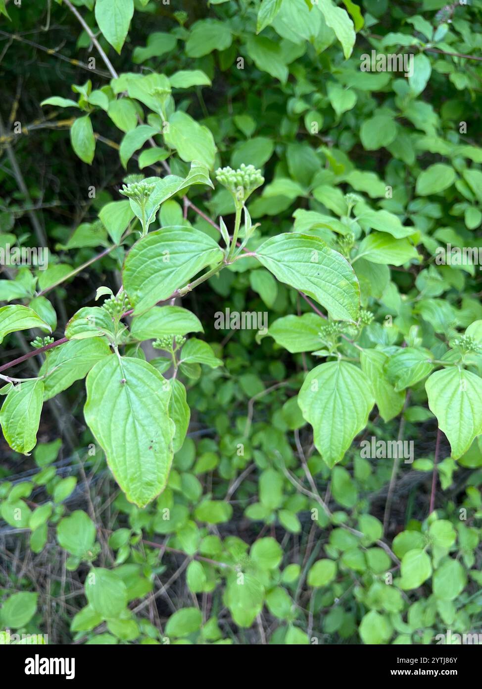 common dogwood (Cornus sanguinea Stock Photo - Alamy