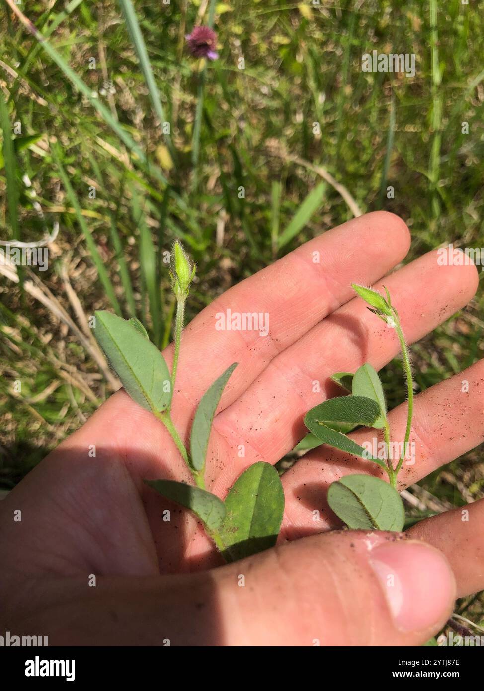 Rabbitbells (Crotalaria rotundifolia Stock Photo - Alamy