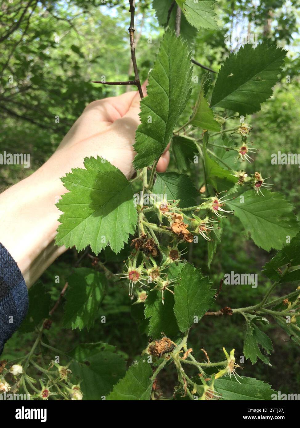 Hairy Cockspurthorn (Crataegus submollis Stock Photo - Alamy