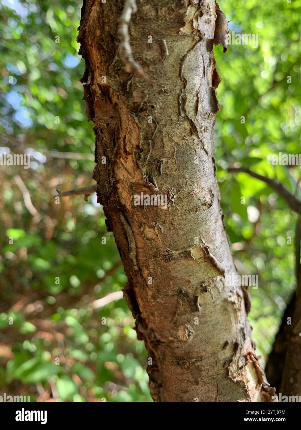 Mexican Plum (Prunus mexicana Stock Photo - Alamy