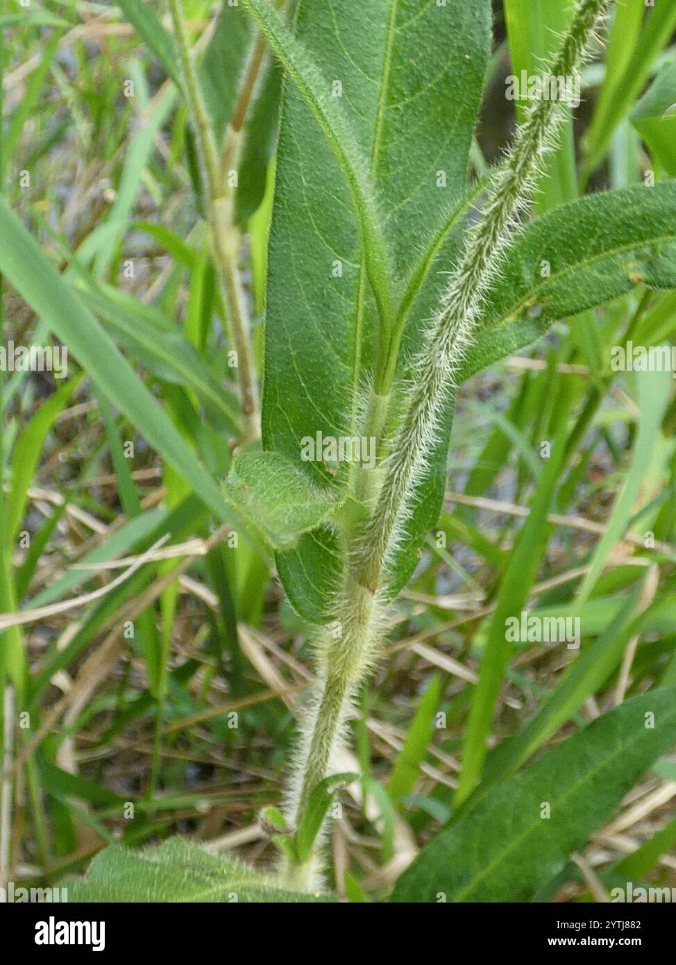 swamp smartweed (Persicaria hydropiperoides Stock Photo - Alamy