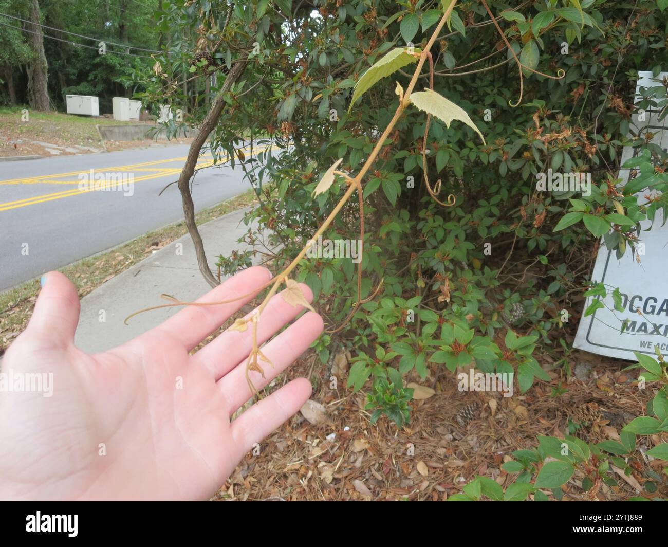graybark grape (Vitis cinerea Stock Photo - Alamy