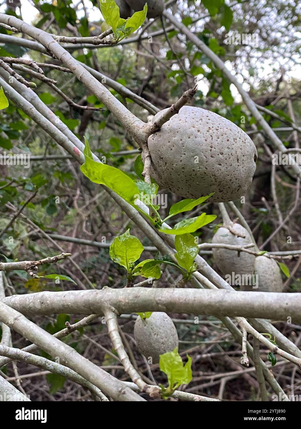 Bushveld Gardenia (Gardenia volkensii Stock Photo - Alamy