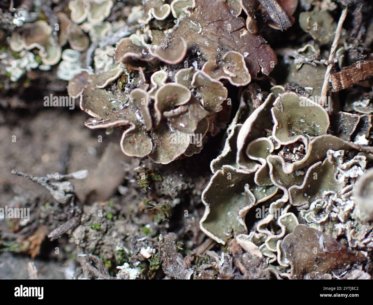 scale lichens and allies (Psoraceae Stock Photo - Alamy