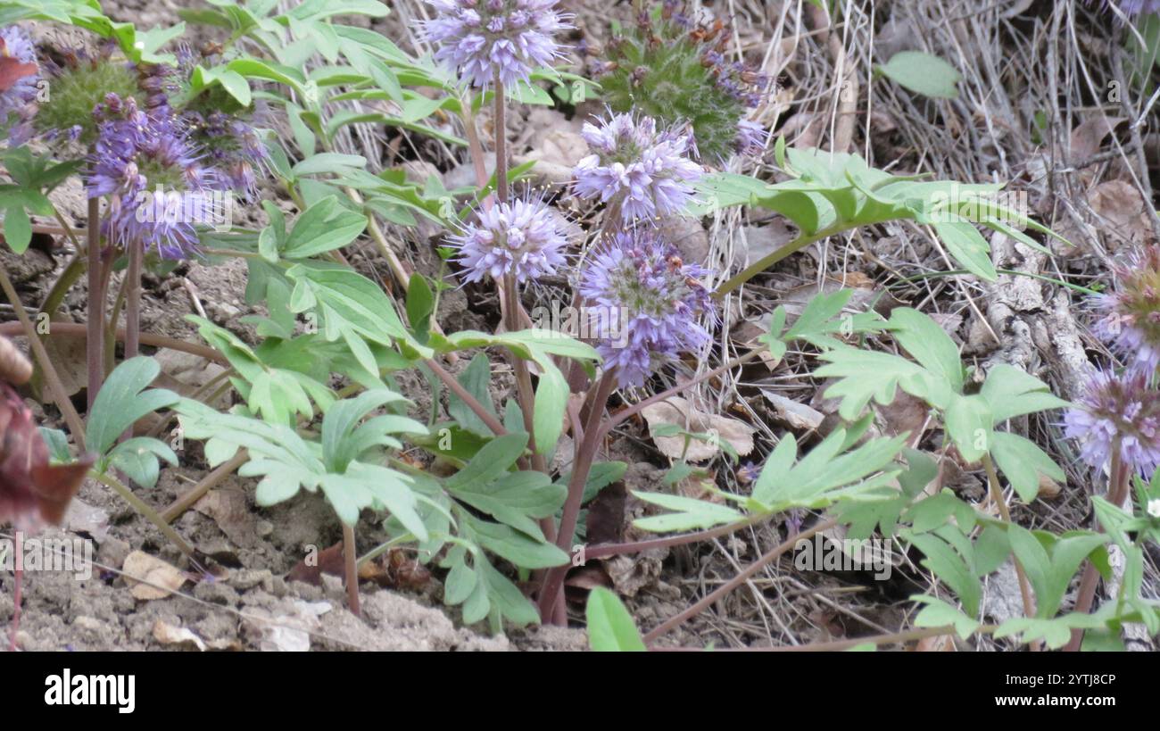 ballhead waterleaf (Hydrophyllum capitatum Stock Photo - Alamy