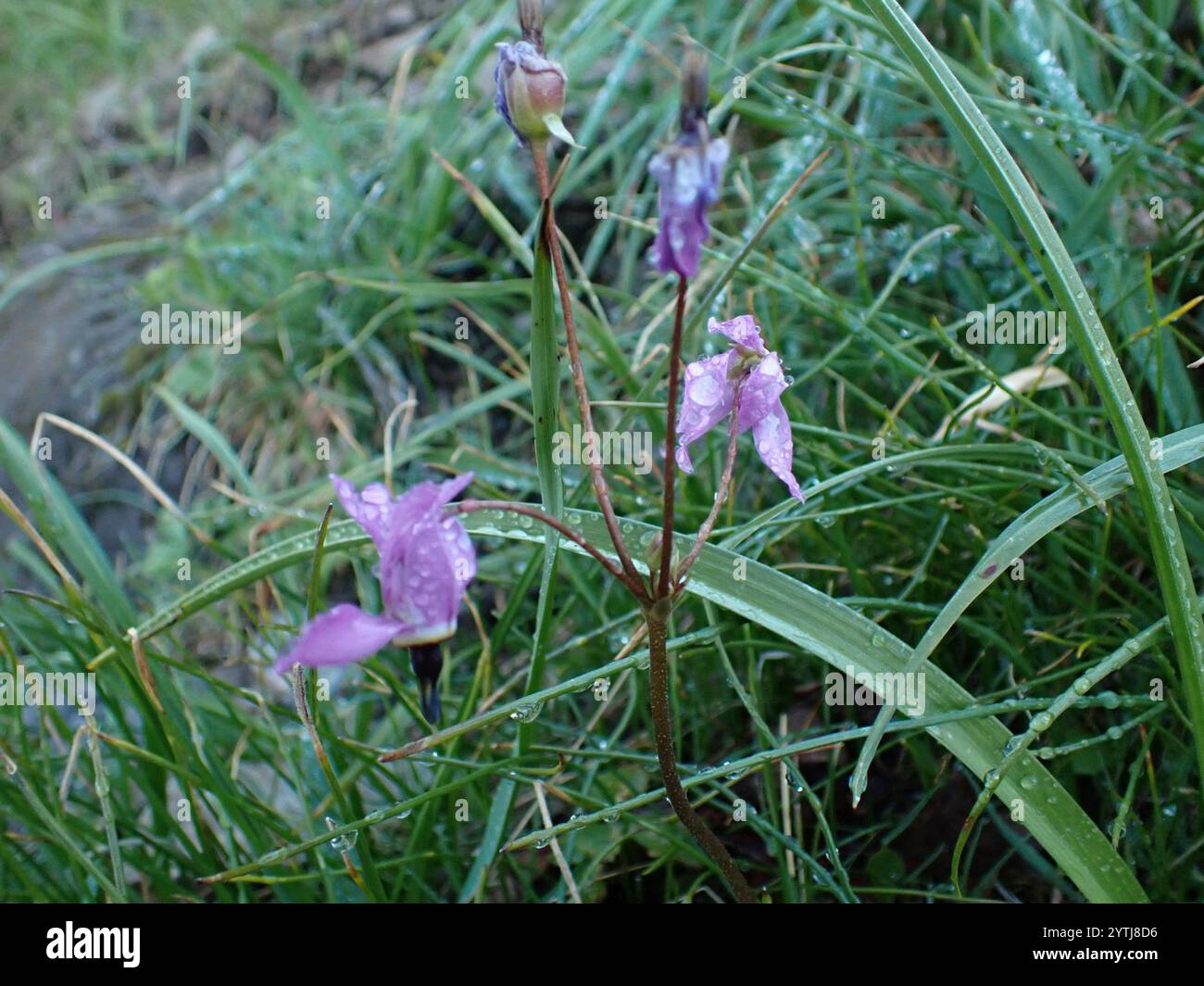Henderson's shooting star (Primula hendersonii Stock Photo - Alamy