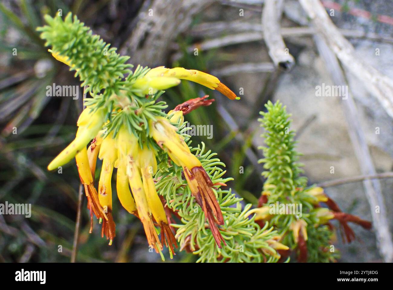 Erica coccinea coccinea hi-res stock photography and images - Alamy