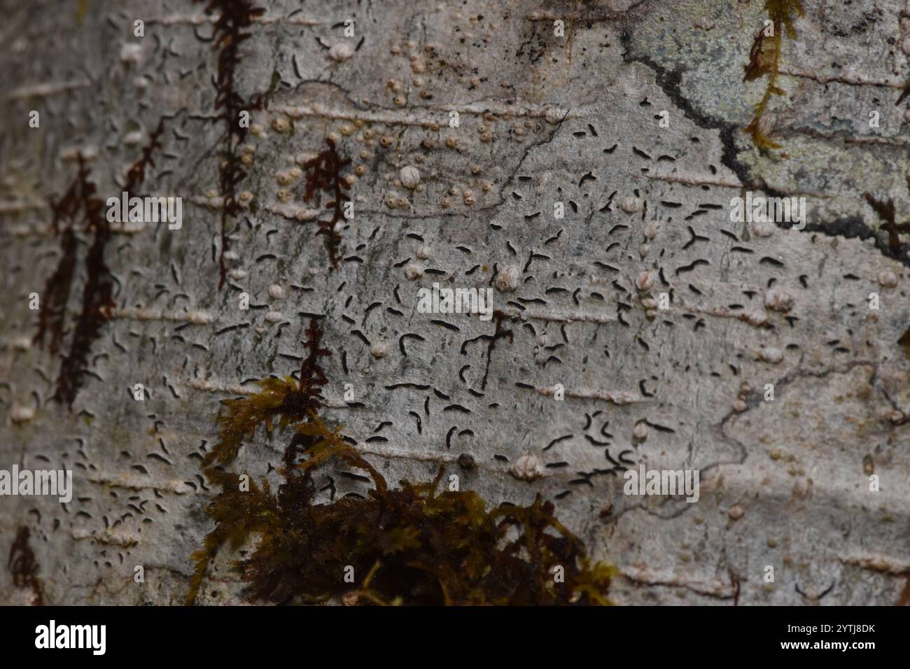 Common Script Lichen (Graphis scripta Stock Photo - Alamy