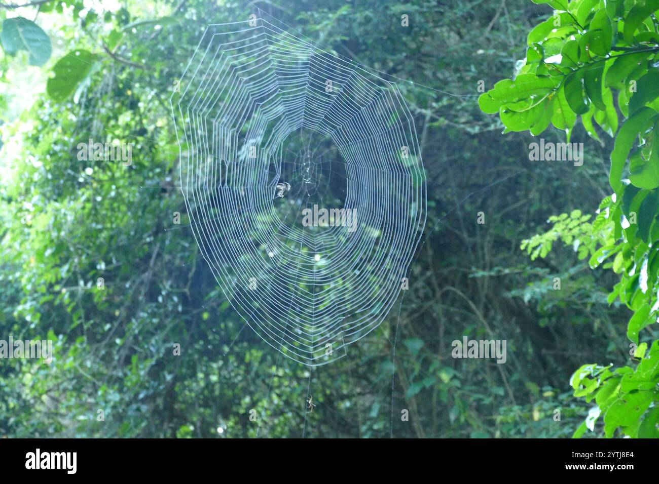 Bark Spiders (Caerostris Stock Photo - Alamy