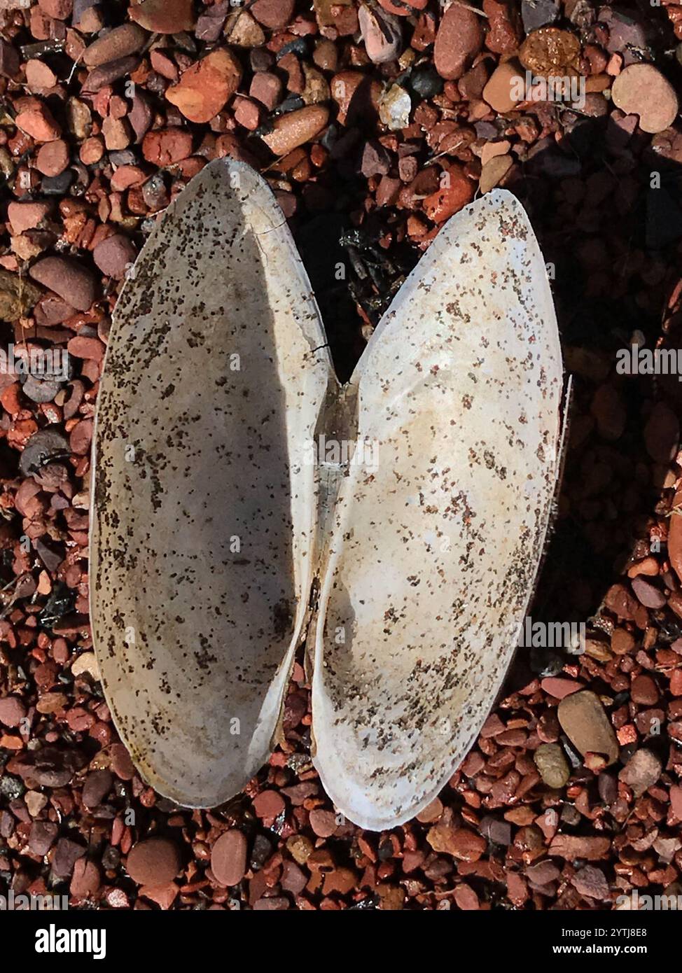Giant Floater (Pyganodon grandis Stock Photo - Alamy