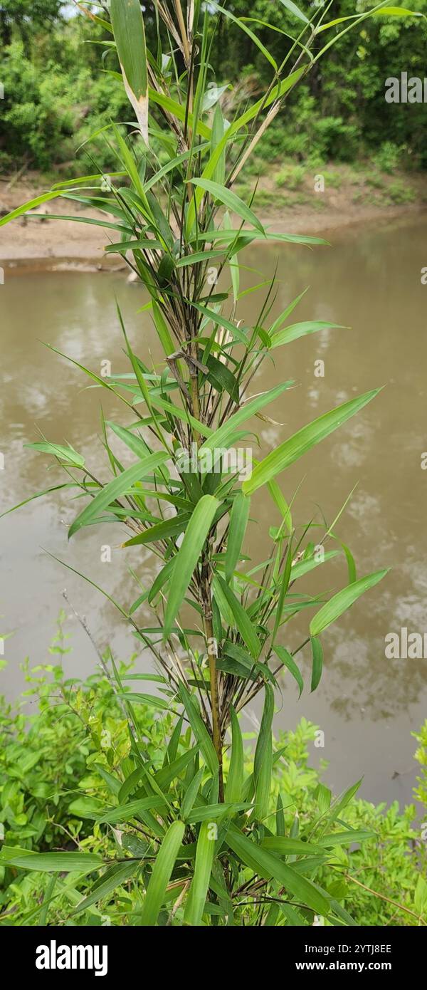 river cane (Arundinaria gigantea Stock Photo - Alamy