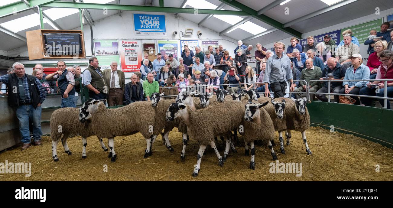 Sale of North of England mule gimmer lambs at Hawes, North Yorkshire ...