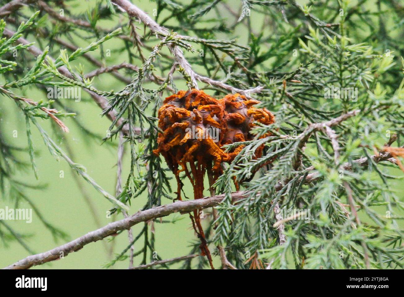 Cedar-apple rust (Gymnosporangium juniperi-virginianae Stock Photo - Alamy