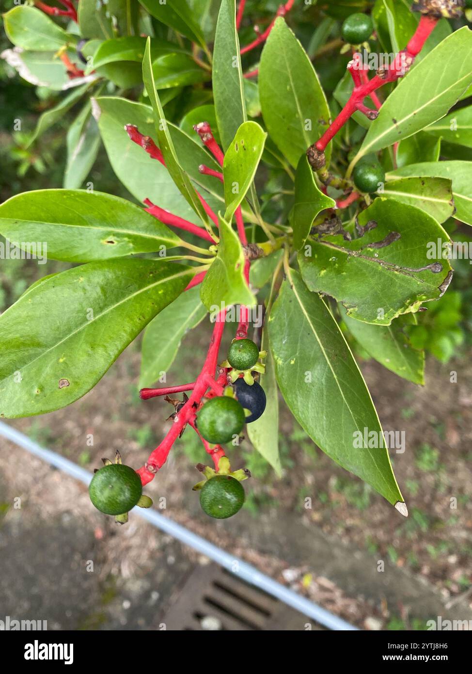 Machilus thunbergii hi-res stock photography and images - Alamy