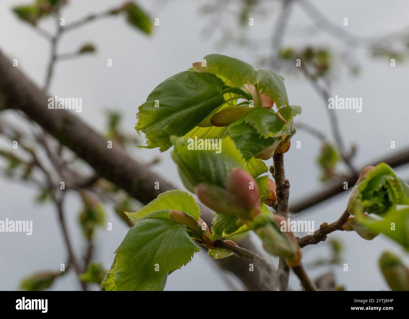 Small-leaved Lime (Tilia cordata Stock Photo - Alamy