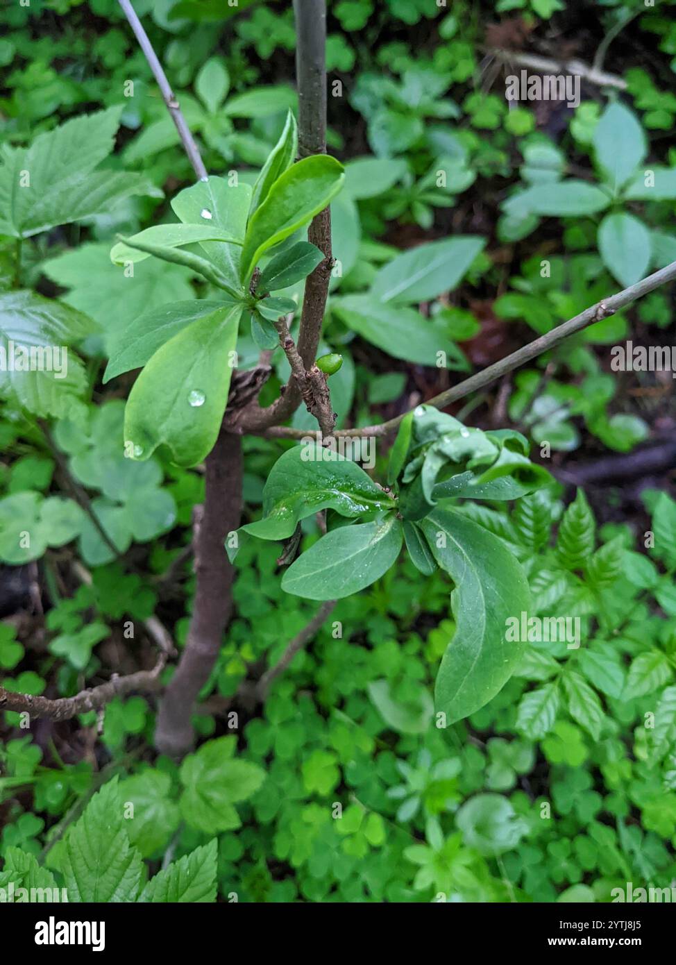Mezereon (Daphne mezereum Stock Photo - Alamy