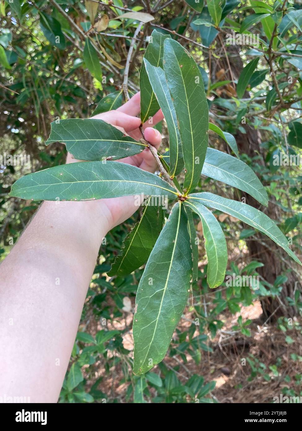 swamp laurel oak (Quercus laurifolia Stock Photo - Alamy