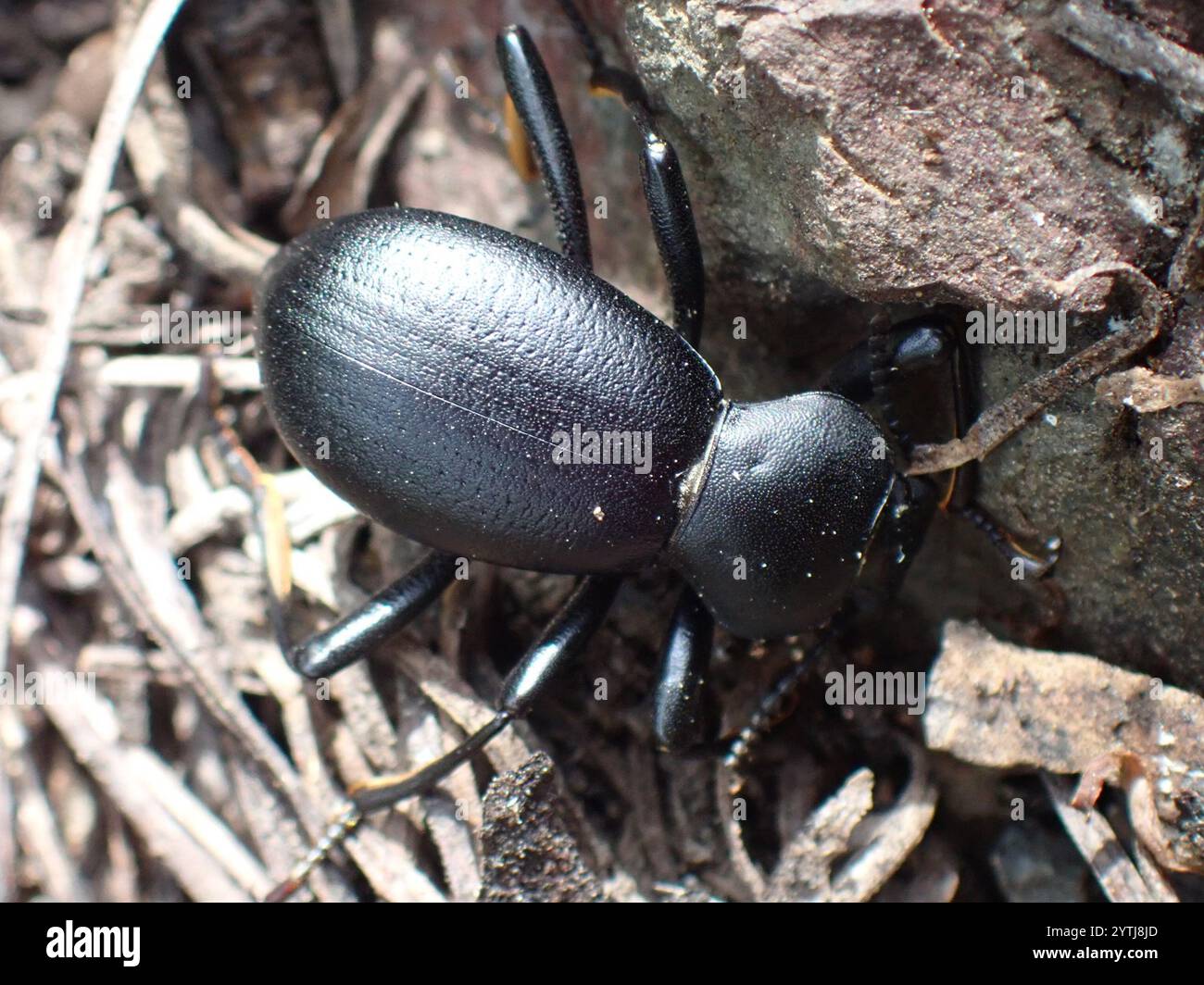 California Broad-necked Darkling Beetle (Coelocnemis dilaticollis Stock ...