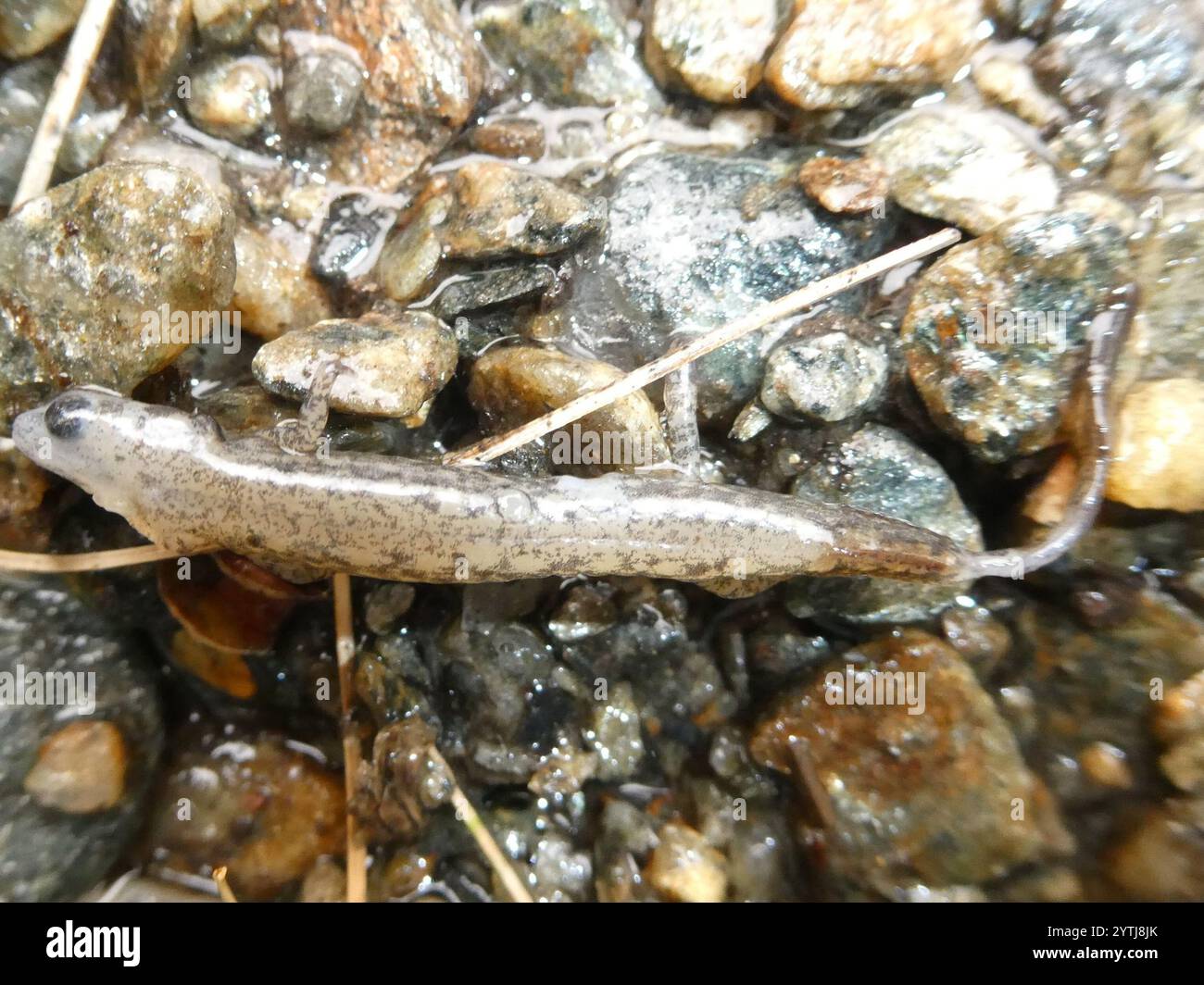 Northern Two-lined Salamander (Eurycea bislineata Stock Photo - Alamy