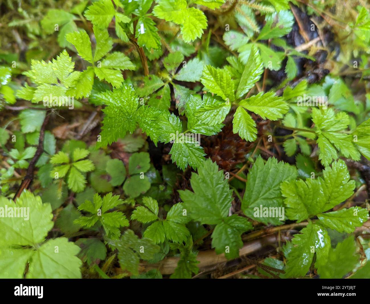 Five-leaf Dwarf Bramble (Rubus pedatus Stock Photo - Alamy