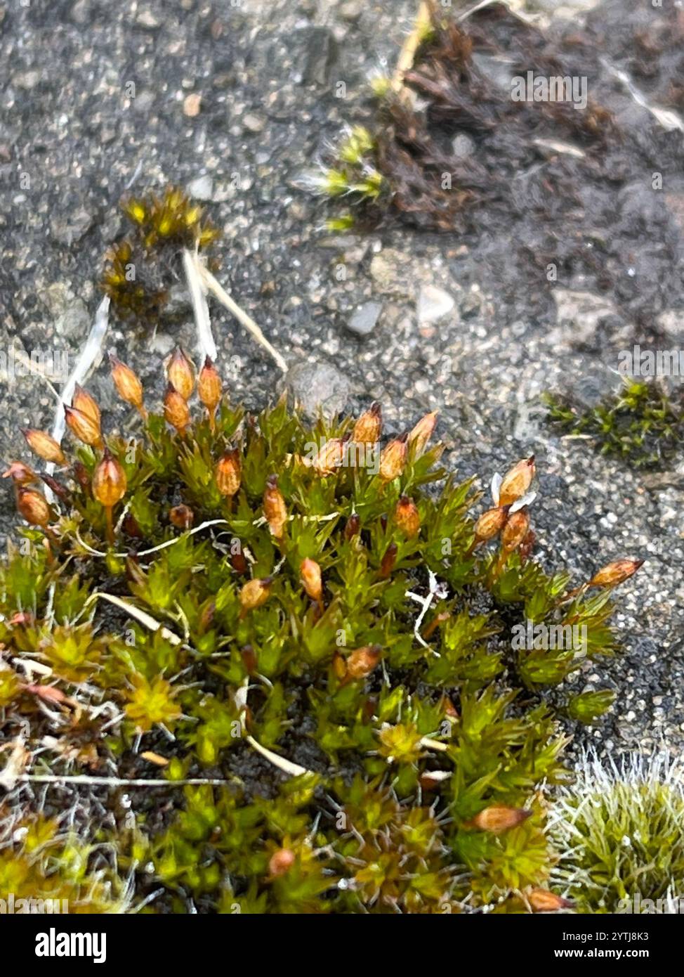 Anomalous bristle moss hi-res stock photography and images - Alamy