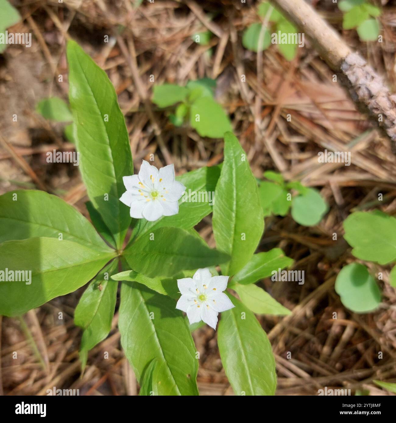 northern starflower (Lysimachia borealis Stock Photo - Alamy