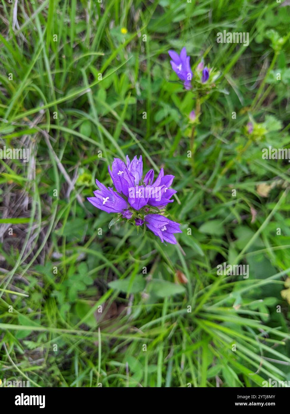 clustered bellflower (Campanula glomerata Stock Photo - Alamy