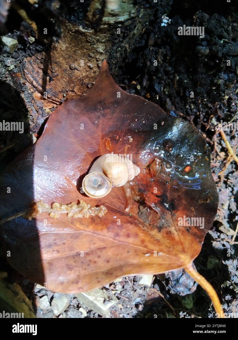 Round mouthed snail hi-res stock photography and images - Alamy
