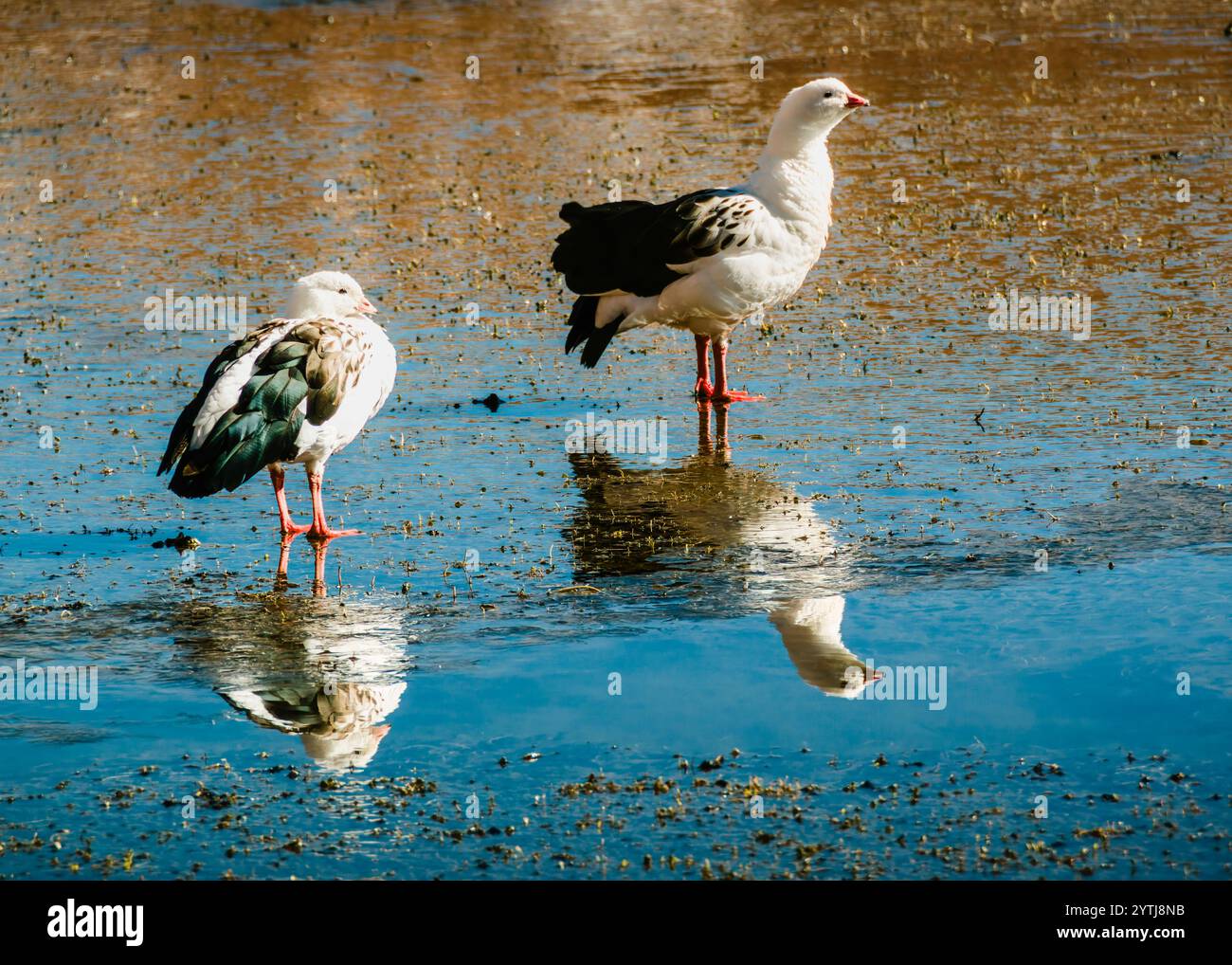 San Pedro de Atacama, Chile, September 6th, 2013: Birds Standing in ...