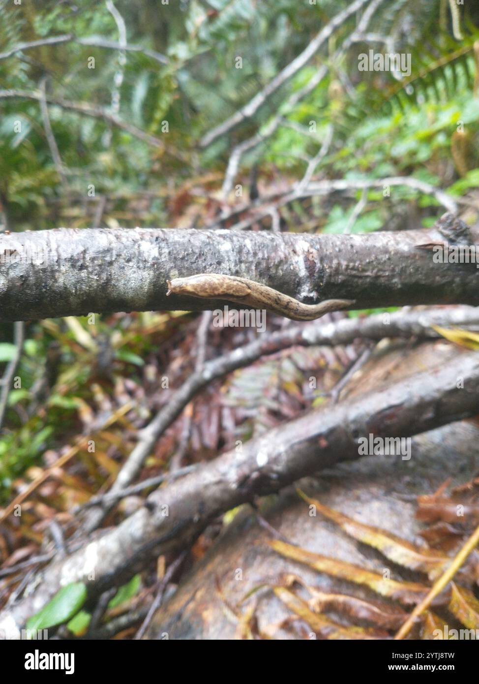 Taildropper Slugs (Prophysaon Stock Photo - Alamy
