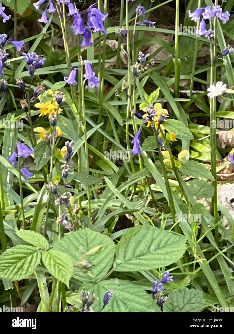 yellow archangel (Lamium galeobdolon Stock Photo - Alamy