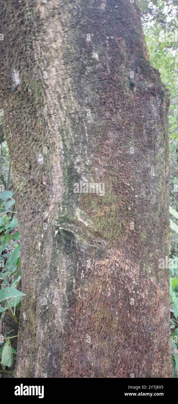 Riparium hi-res stock photography and images - Alamy