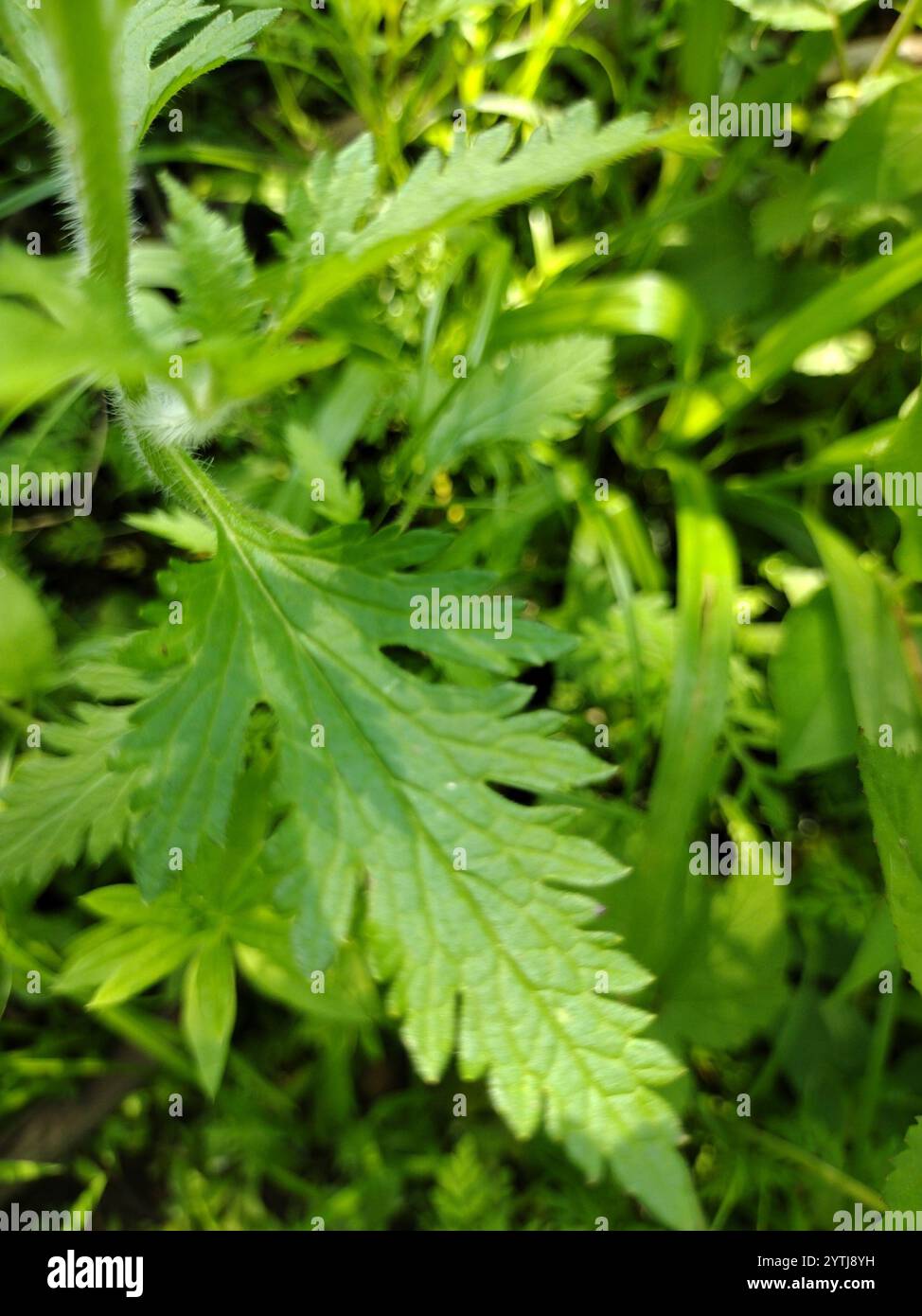rose vervain (Glandularia canadensis Stock Photo - Alamy