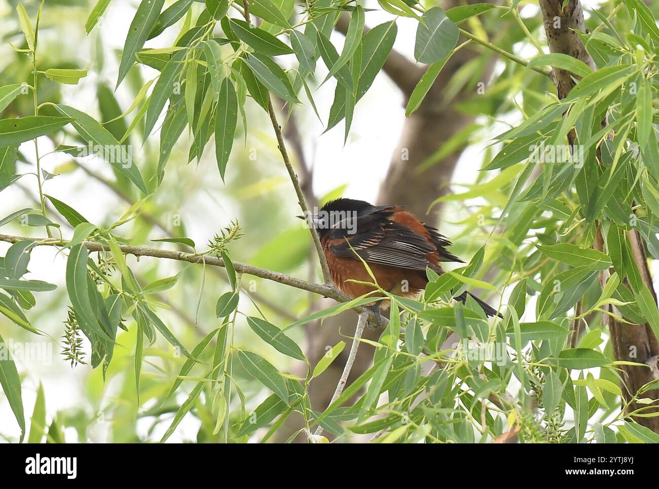 Orchard Oriole (Icterus spurius Stock Photo - Alamy