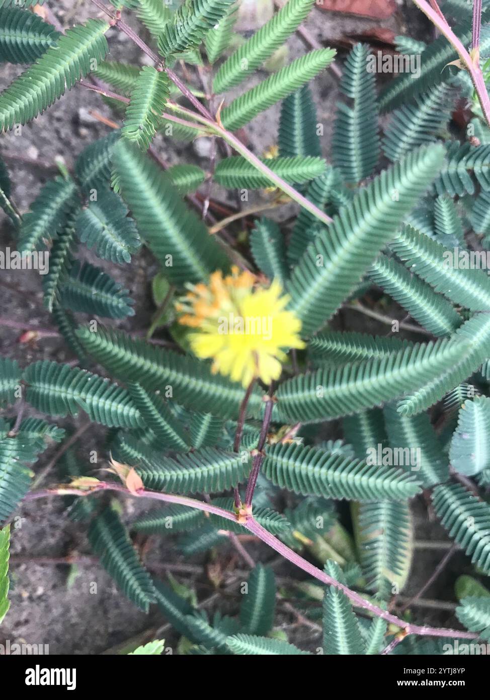 Tropical puff (Neptunia pubescens Stock Photo - Alamy