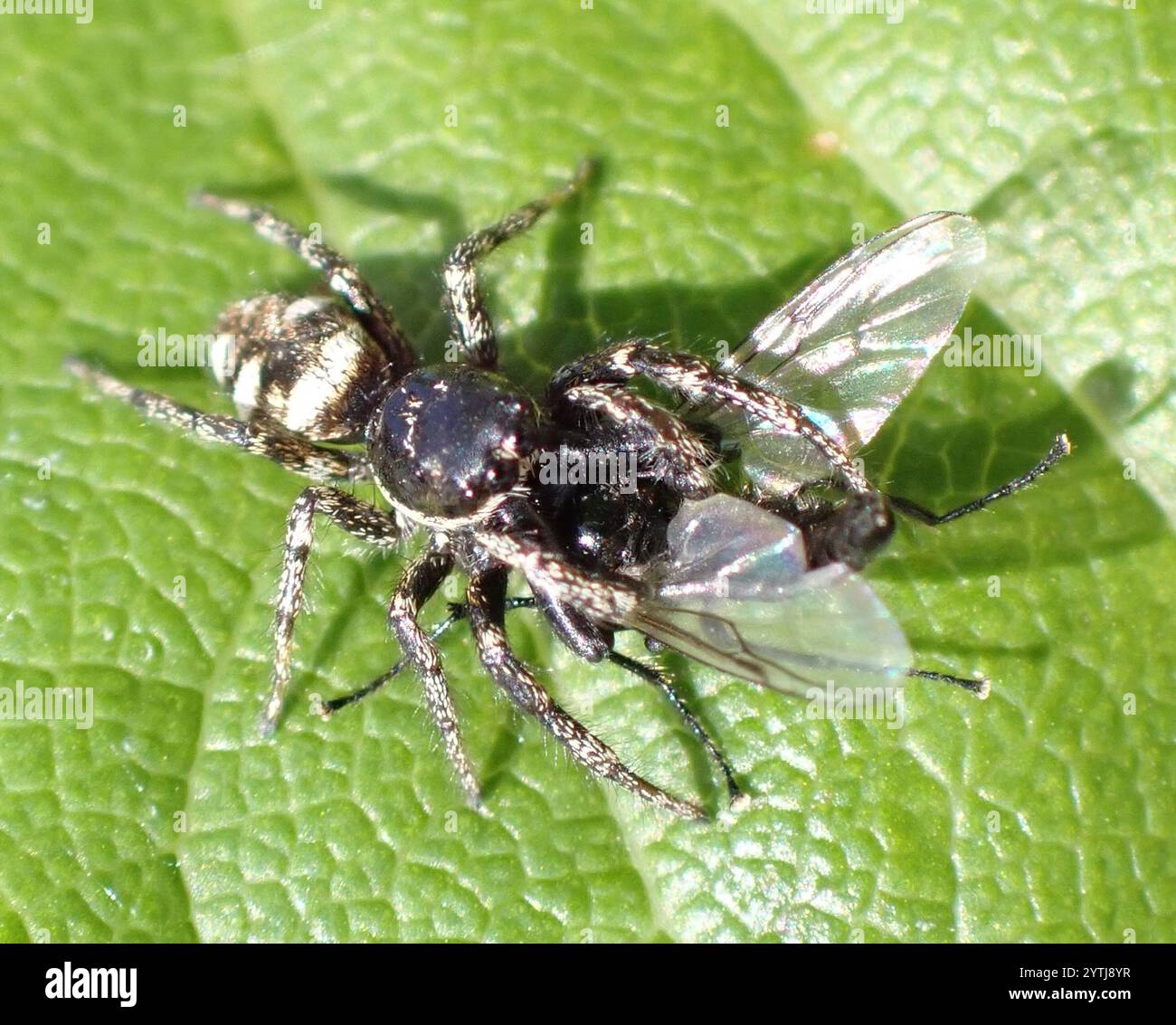 Zebra Jumping Spider (Salticus scenicus Stock Photo - Alamy