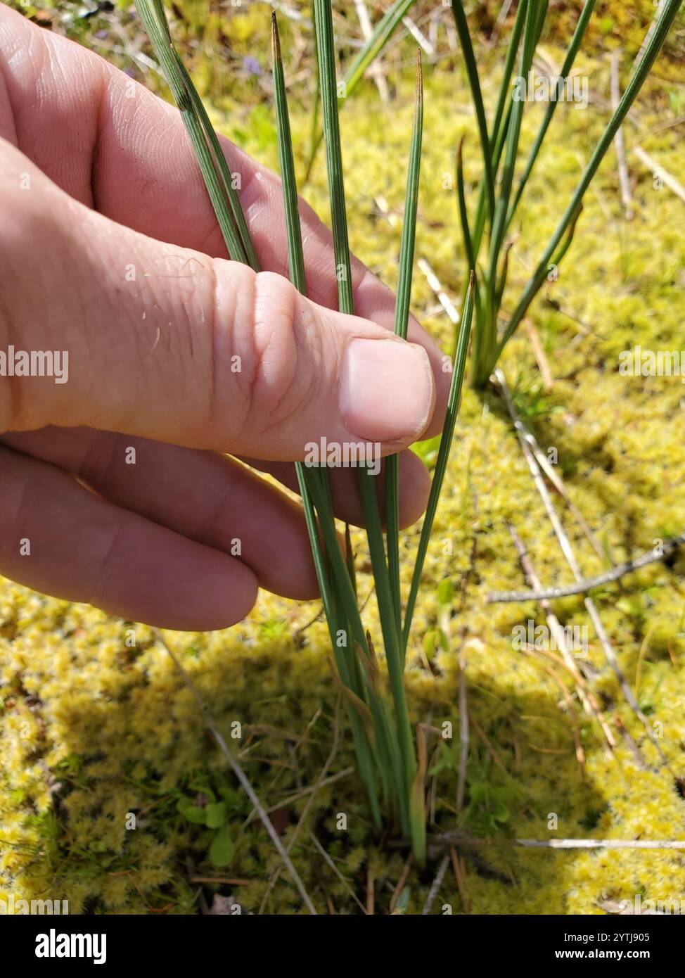 grasswidow (Olsynium douglasii Stock Photo - Alamy