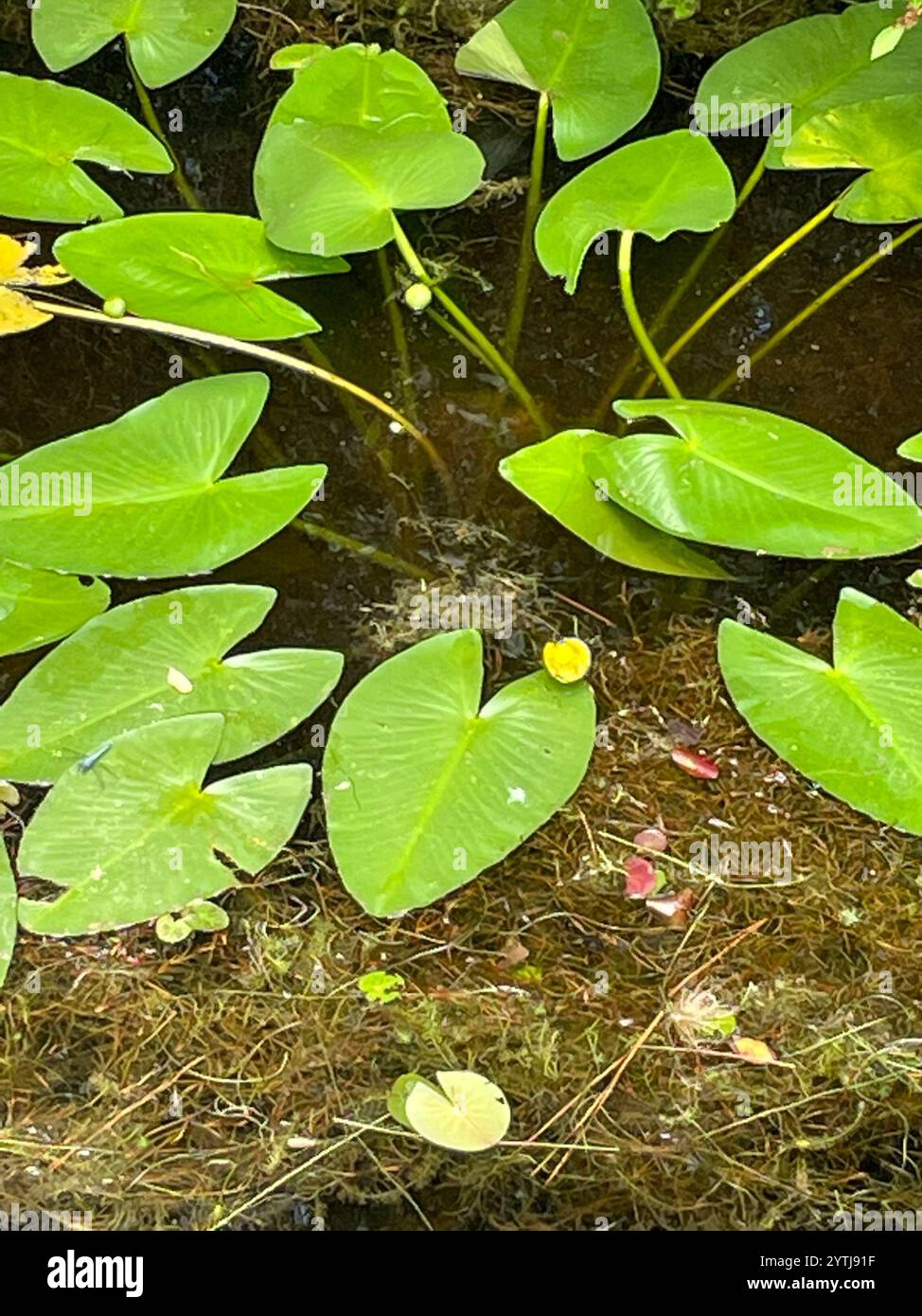 spatterdock (Nuphar advena Stock Photo - Alamy