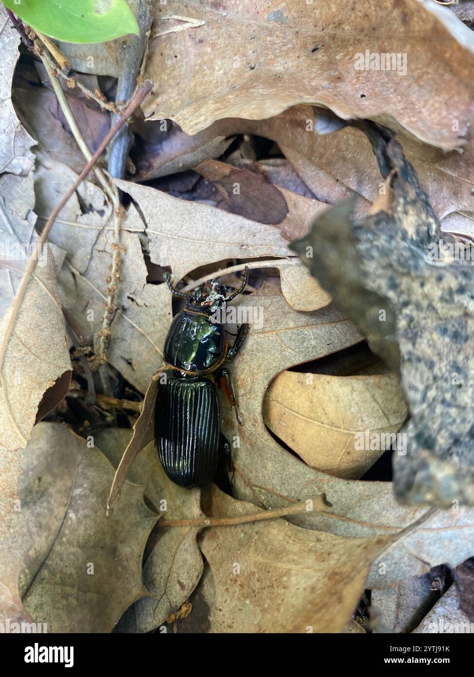 Horned Passalus Beetle (Odontotaenius disjunctus Stock Photo - Alamy