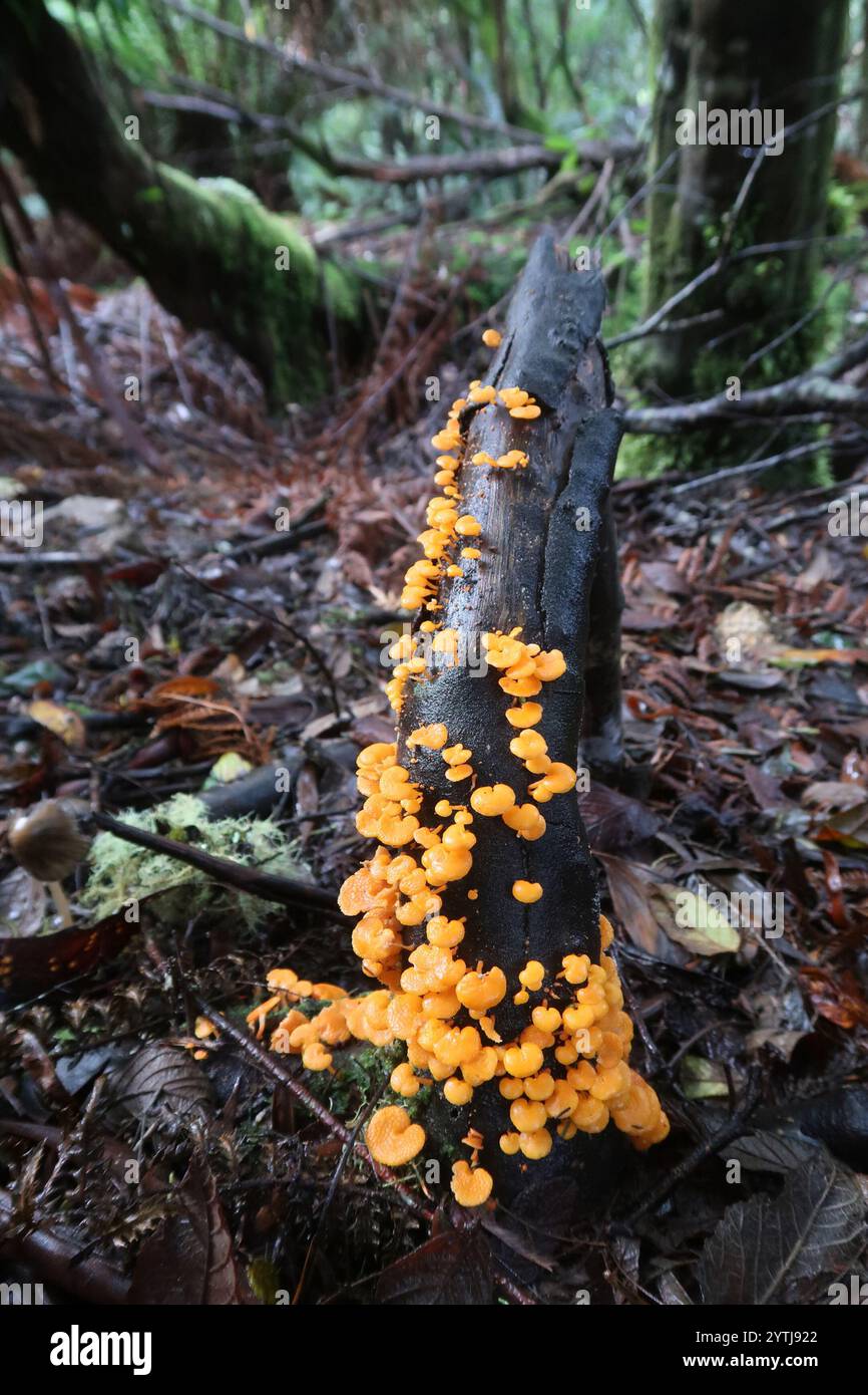 orange pore fungus (Favolaschia claudopus Stock Photo - Alamy