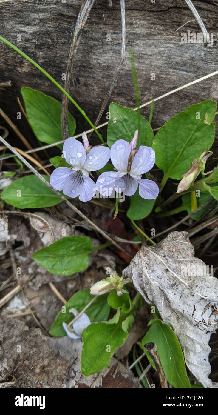 hookedspur violet (Viola adunca Stock Photo - Alamy