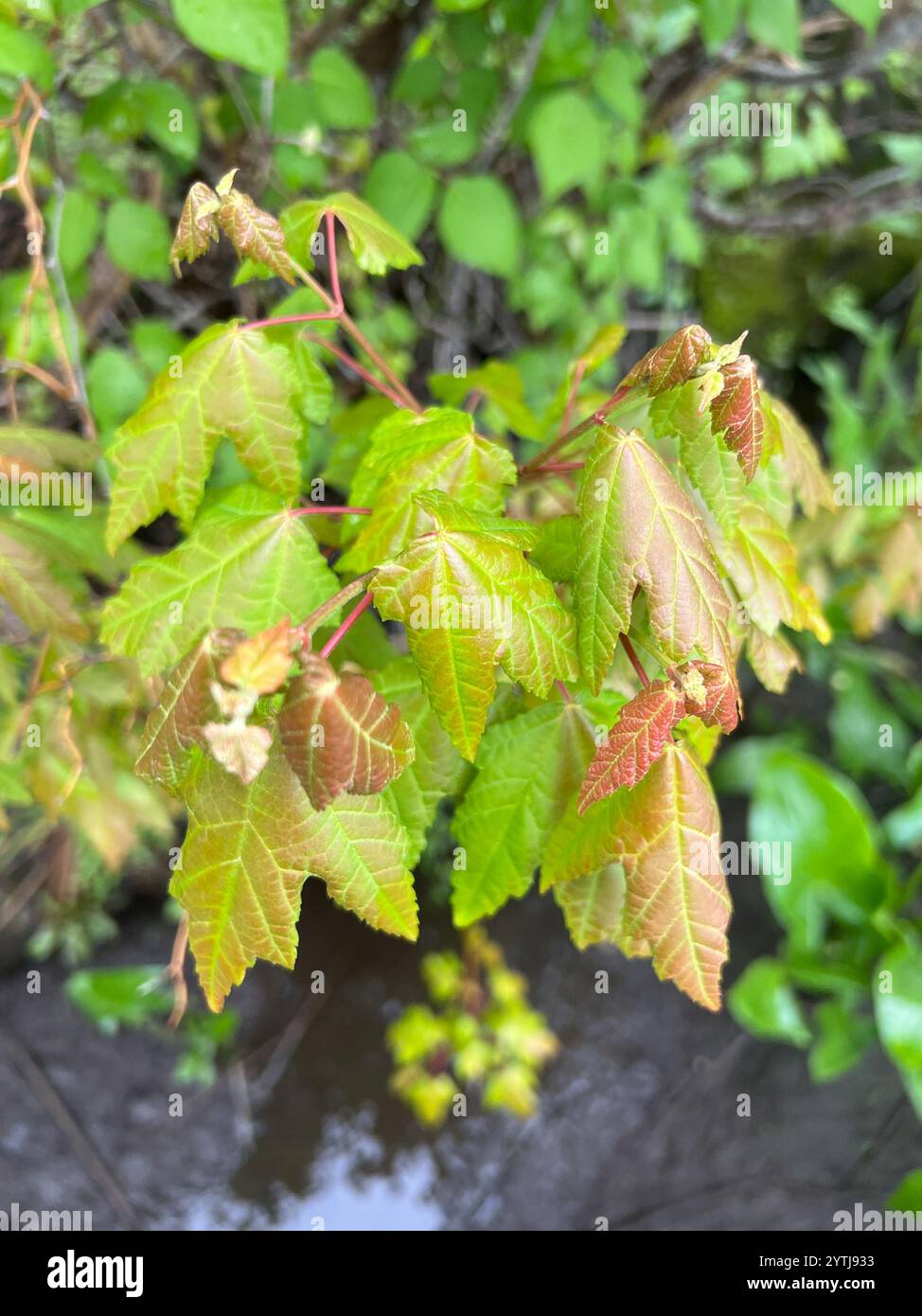 red maple (Acer rubrum Stock Photo - Alamy