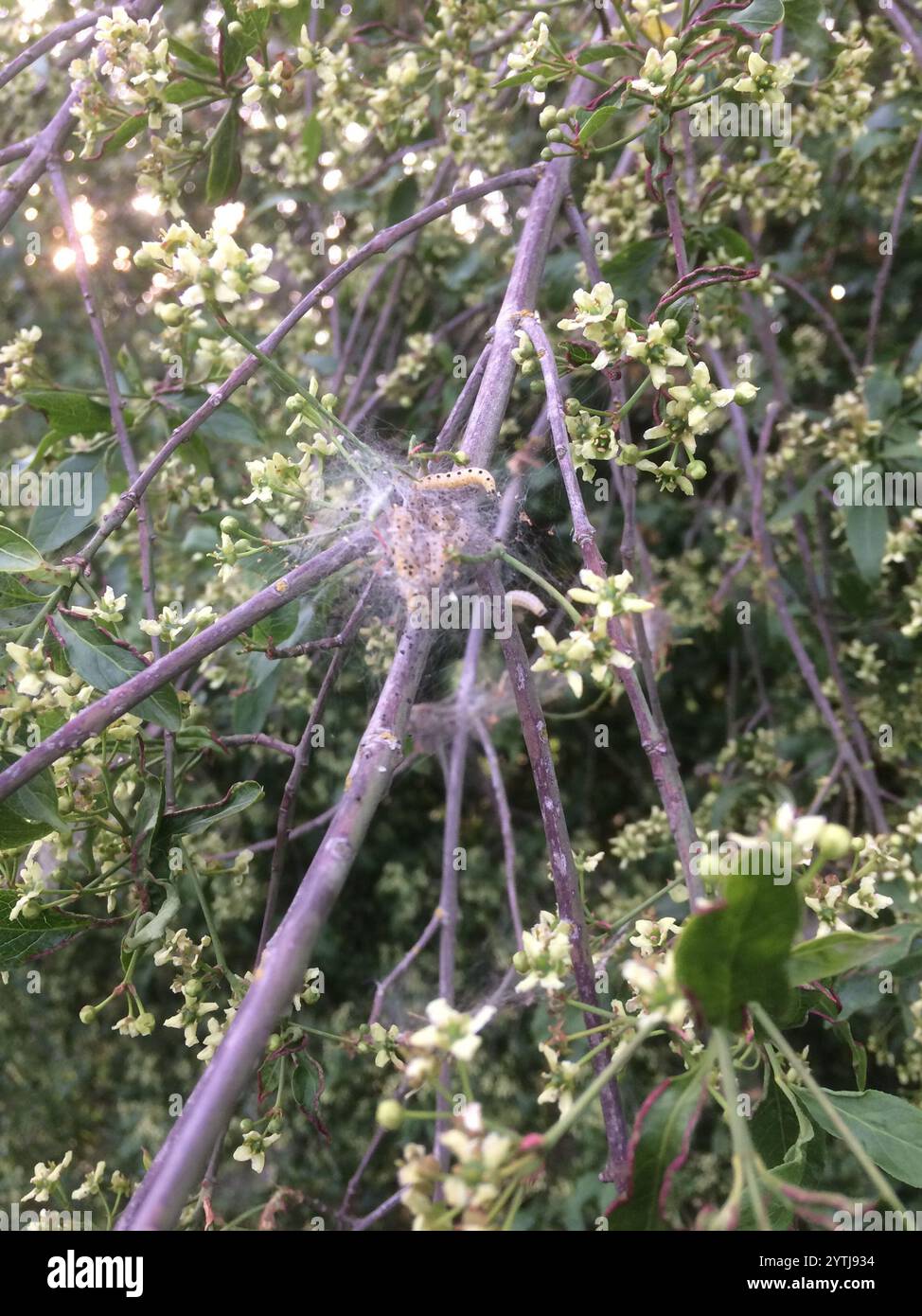 Spindle Ermine Moth (Yponomeuta cagnagella Stock Photo - Alamy