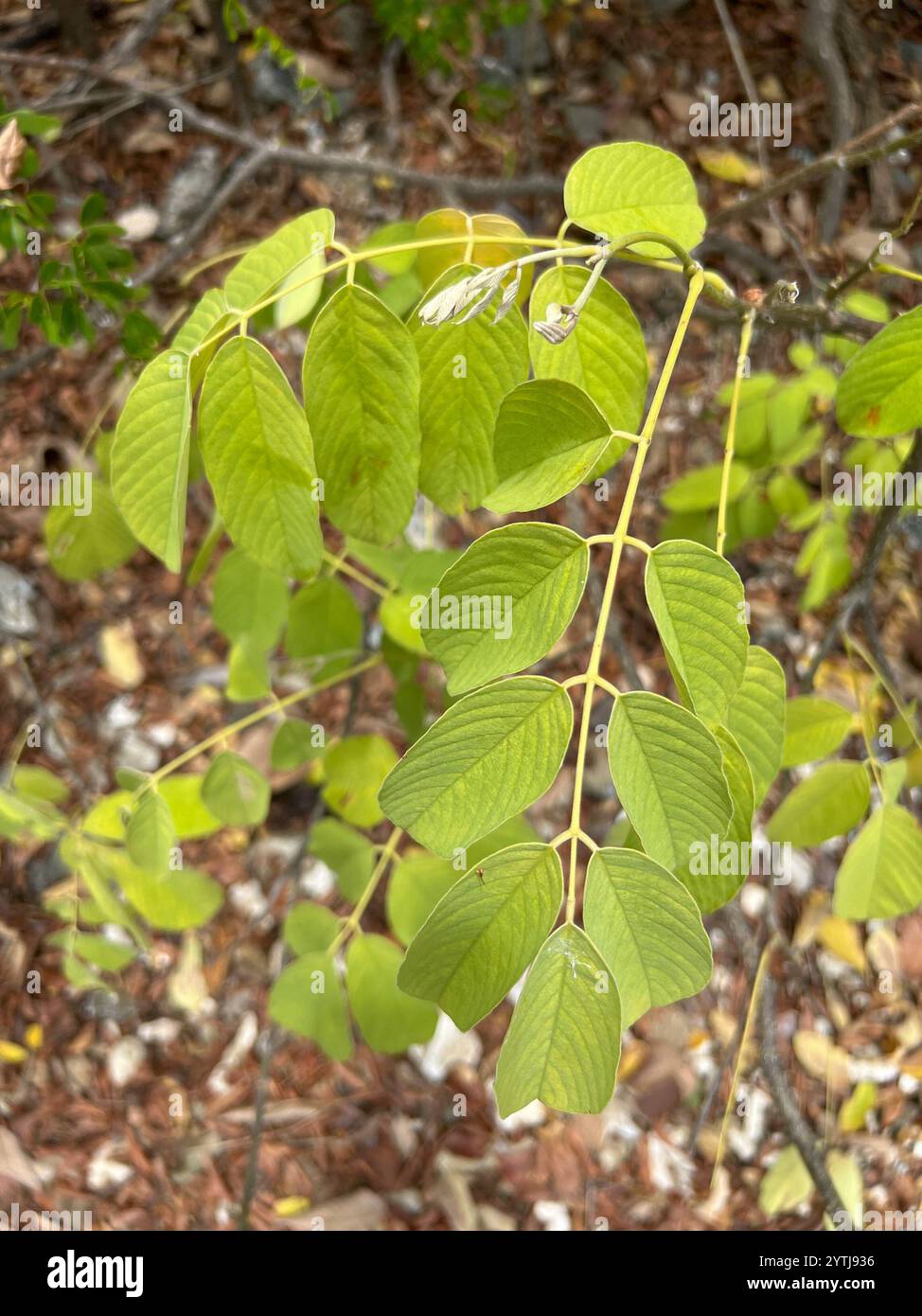 Stinkwood (Piscidia carthagenensis Stock Photo - Alamy