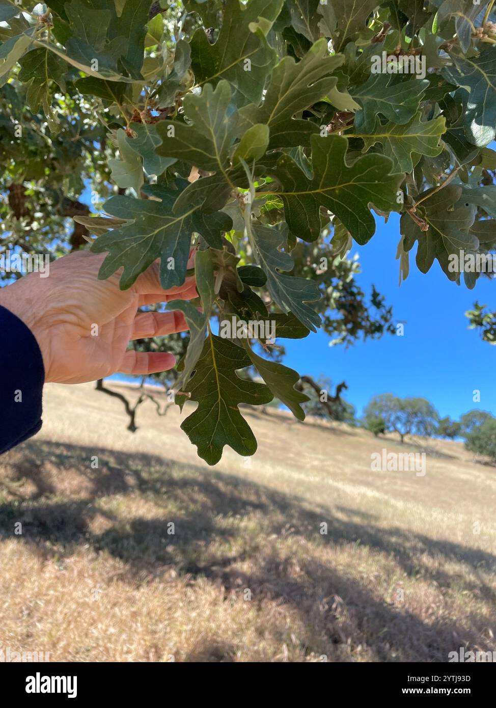 valley oak (Quercus lobata Stock Photo - Alamy