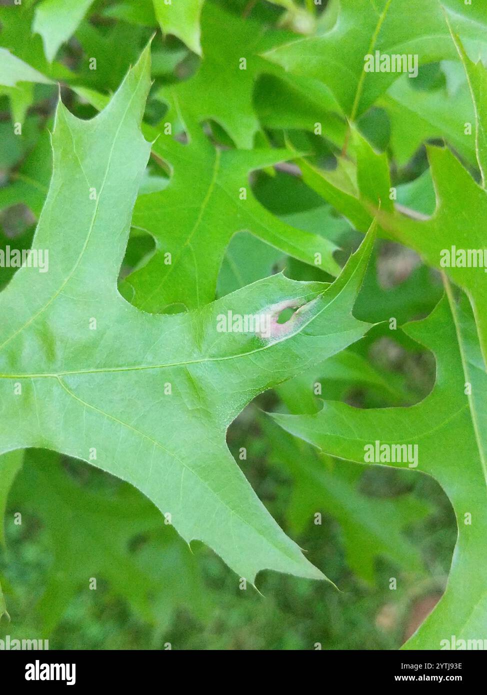 Trinema hi-res stock photography and images - Alamy