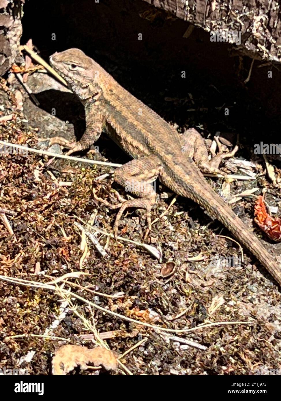 Common Sagebrush Lizard (Sceloporus graciosus Stock Photo - Alamy