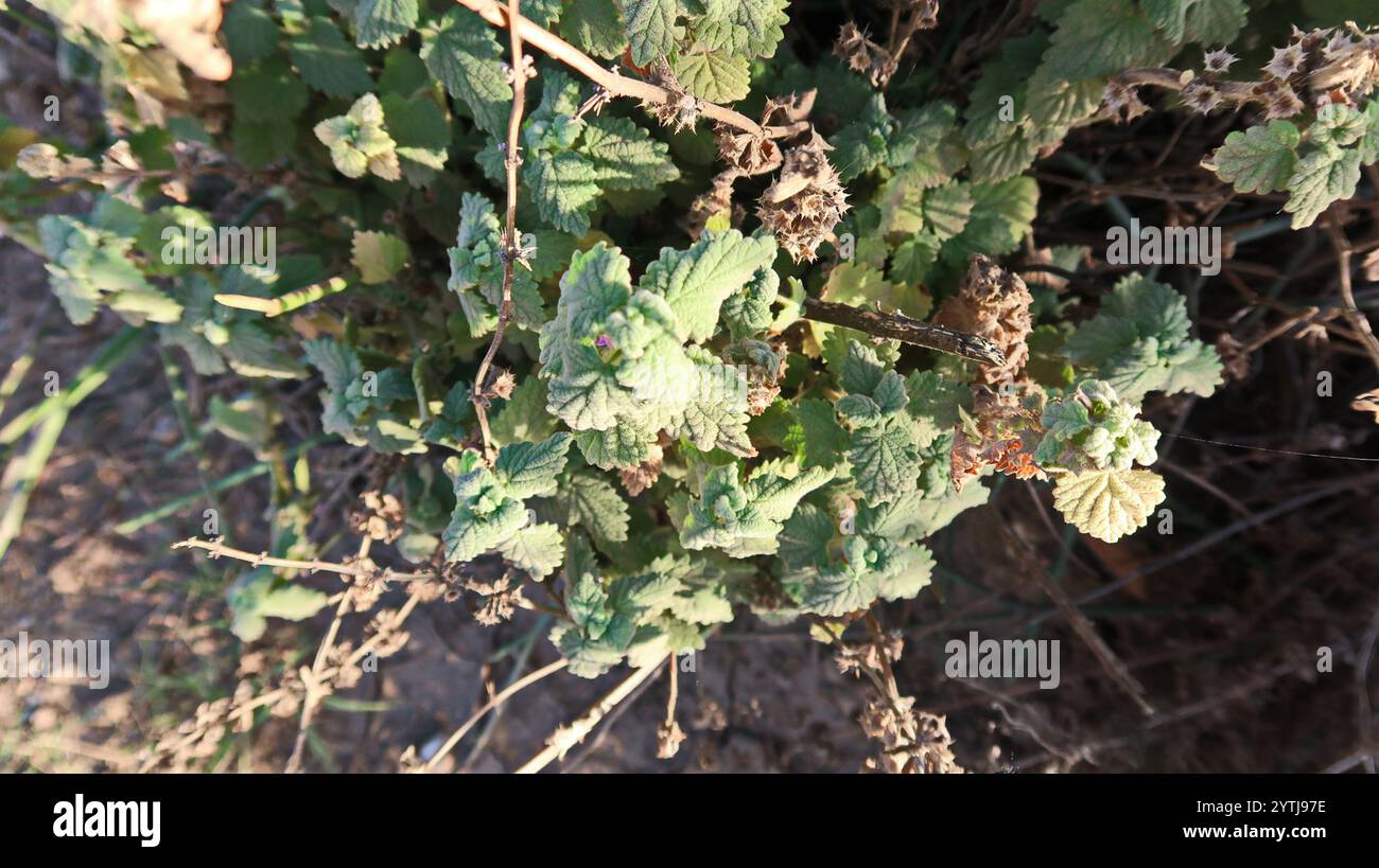 Pseudodictamnus hi-res stock photography and images - Alamy